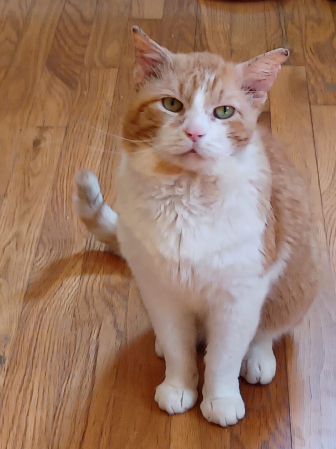 Dunkin’ – Spotlight Animal – My Furry Valentine