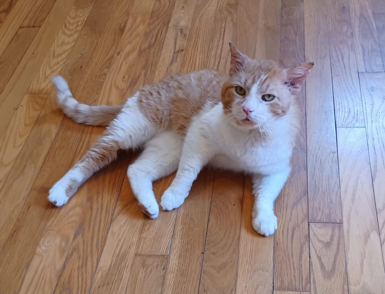 Dunkin’ – Spotlight Animal – My Furry Valentine